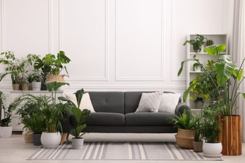5 deco κανόνες για το πώς θα τοποθετήσεις τα φυτά στο σαλόνι